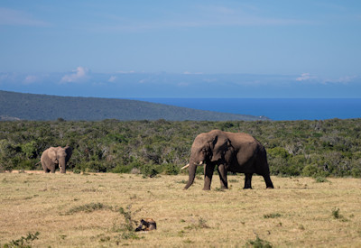 Eastern Cape Travel Bucket List | African Safari Blog