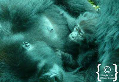 A Special Gorilla Family | African Safari Blog