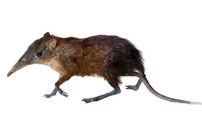 Tanzania: A New Species is Discovered! | African Safari Blog