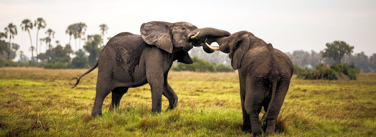 Moremi Game Reserve | Best Botswana Tourist Attractions