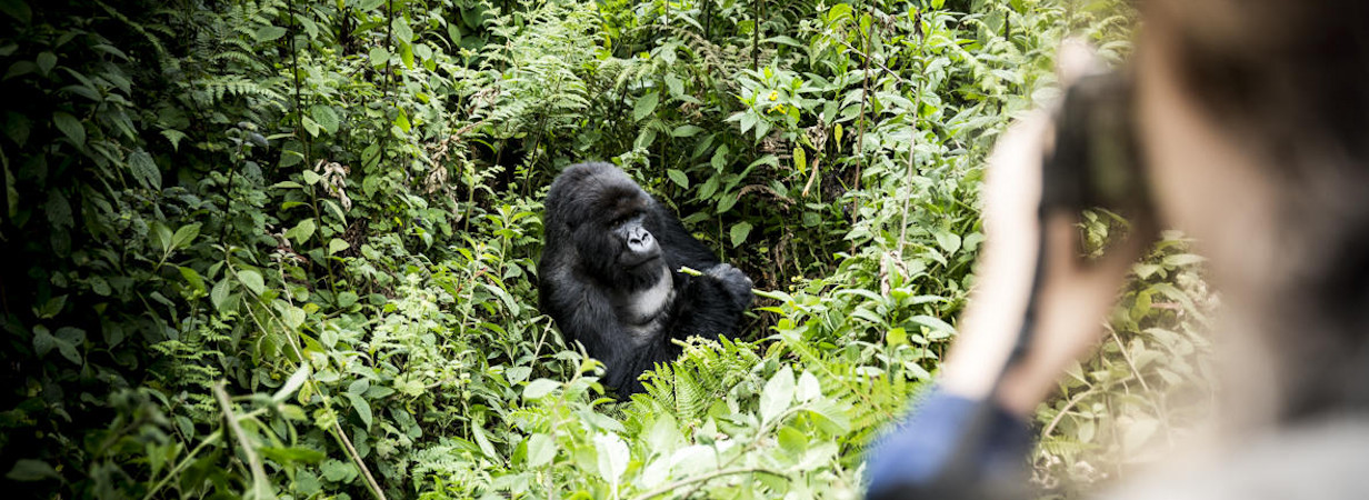 Primate Encounters Safaris | 6-day Rwanda Safari