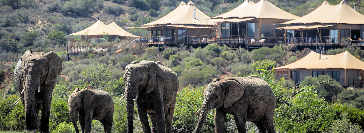 Shamwari Sindile Safari Lodge | Shamwari Game Reserve