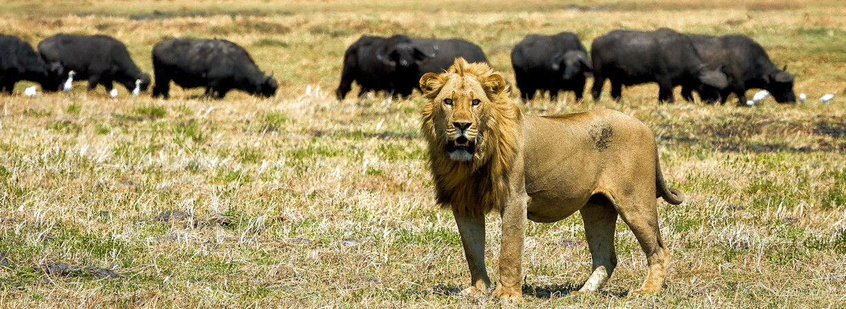 Kafue National Park | Best Zambia Tourist Attractions Kafue National Park | Best Zambia Tourist Attractions